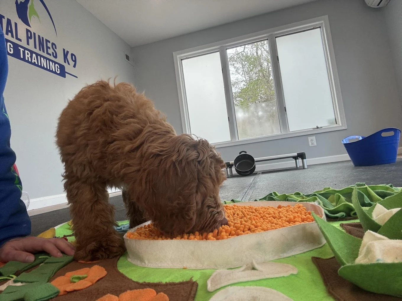 Enrichment Care for Dogs in South Jersey - Coastal Pines K9 Dog Training